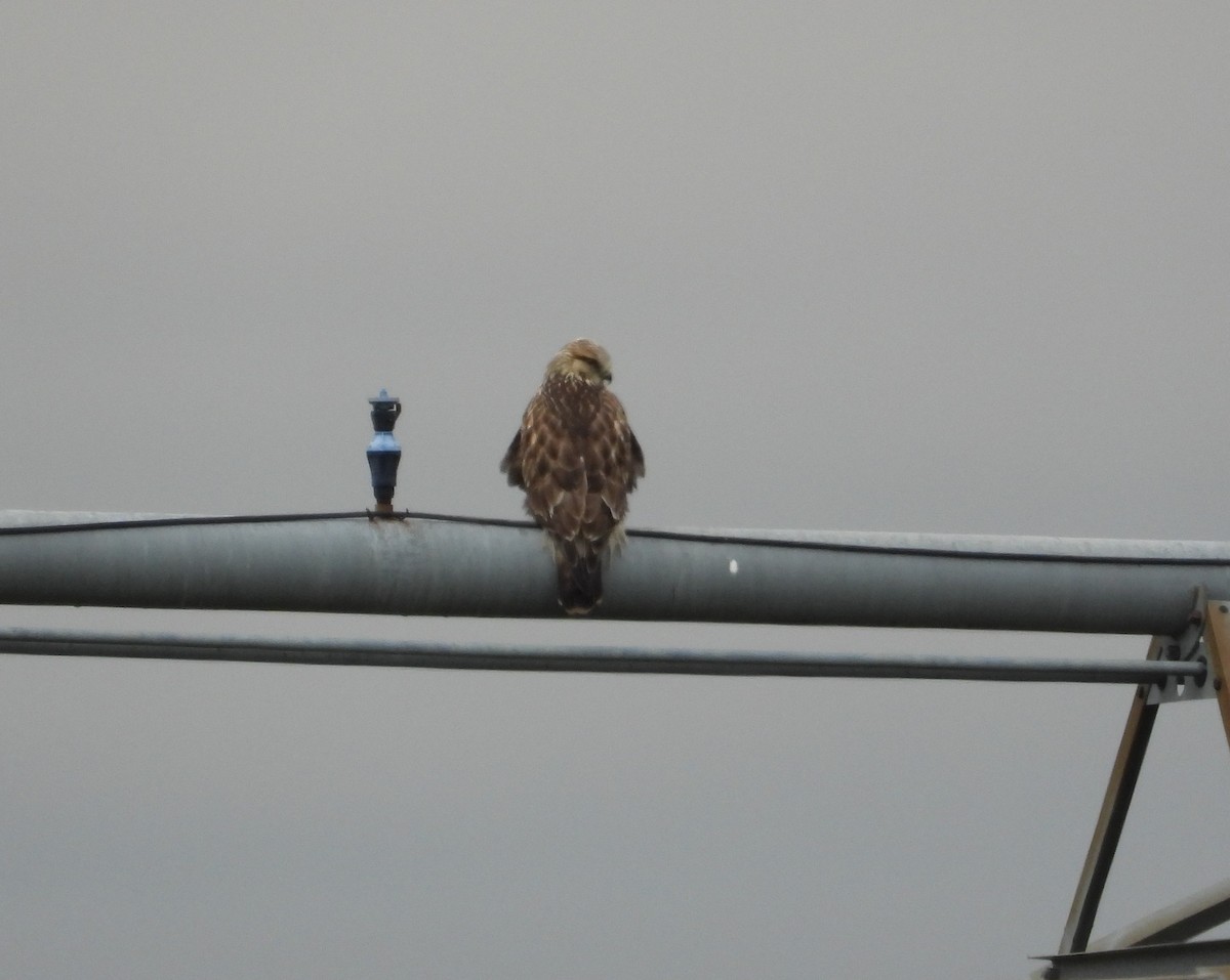 eBird Checklist - 22 Nov 2023 - 5501–6001 S 47th St, Climax US-MI 42. ...