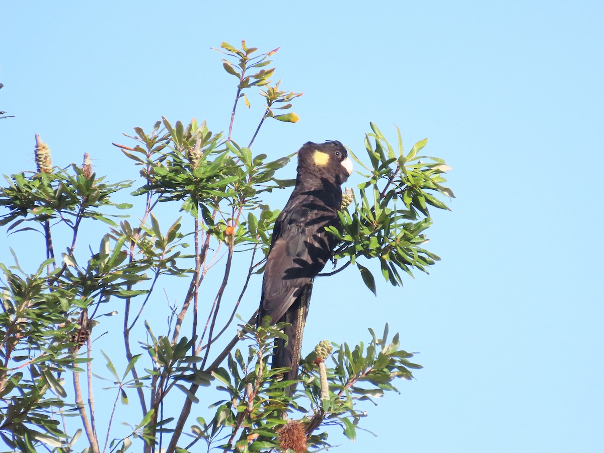 eBird Checklist - 23 Nov 2023 - Pimpama Conservation Area - 60 species ...