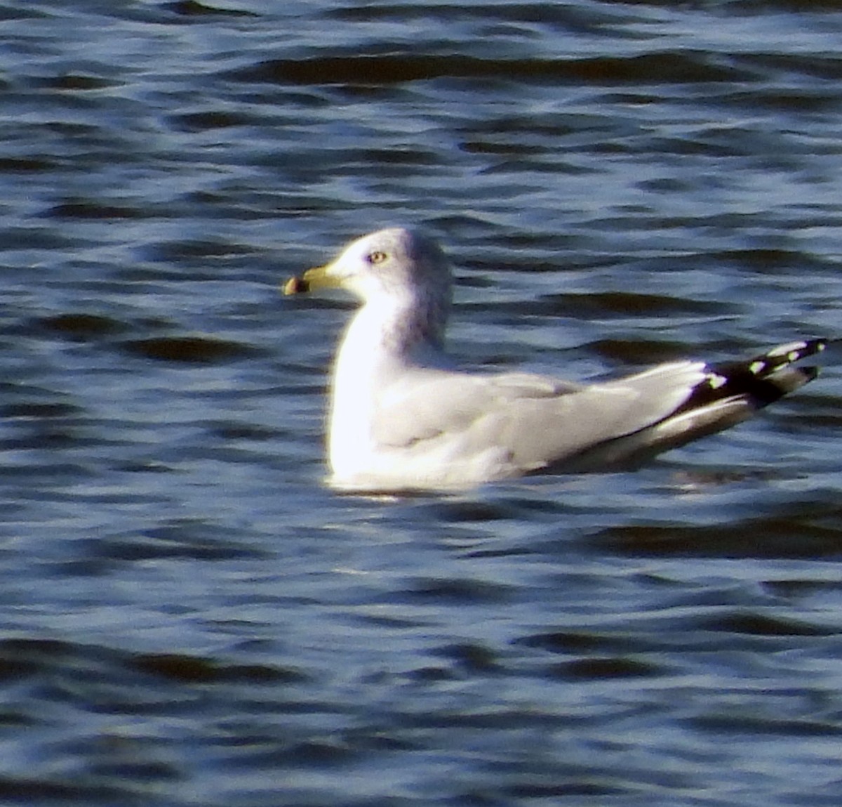 eBird Checklist - 23 Nov 2023 - Lexington Reservoirs #2 & #3 - 18 species