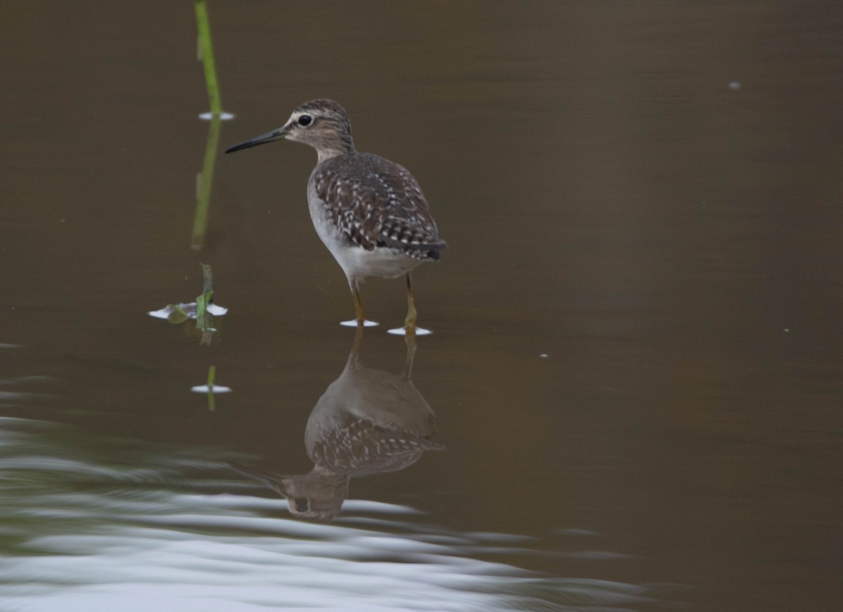 eBird Checklist - 22 Nov 2023 - Karumalloor, Kerala, IN (10.135, 76.289 ...