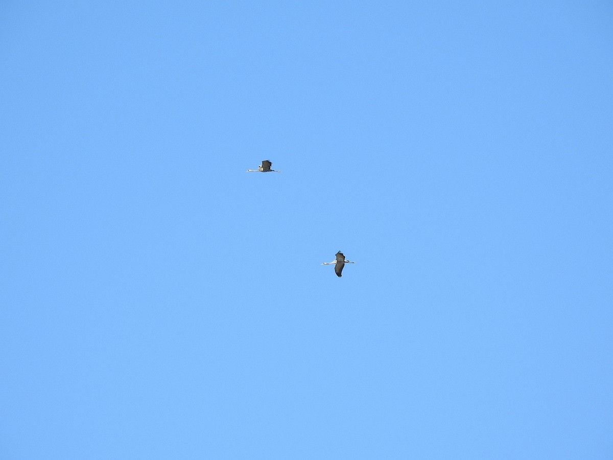 eBird Checklist - 23 Nov 2023 - Embalse de Las Cañas RN - 32 species