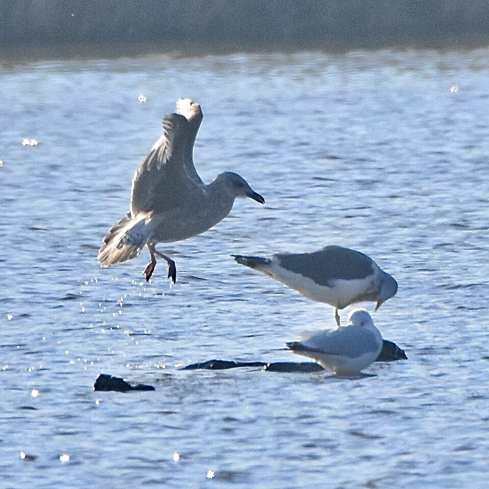 eBird Checklist - 23 Nov 2023 - Eagle Marsh, Serv-All Ponds - 6 species
