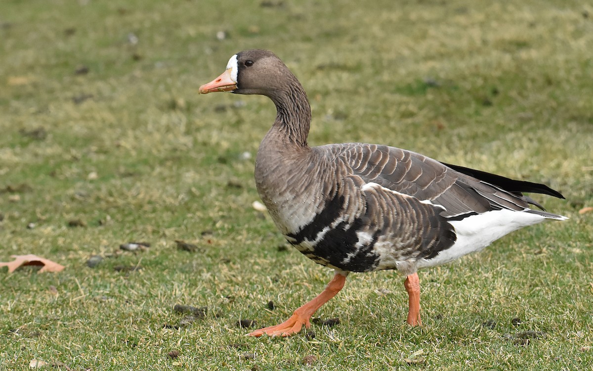 eBird Checklist - 23 Nov 2023 - 38801 Steeple Chase, Farmington Hills ...