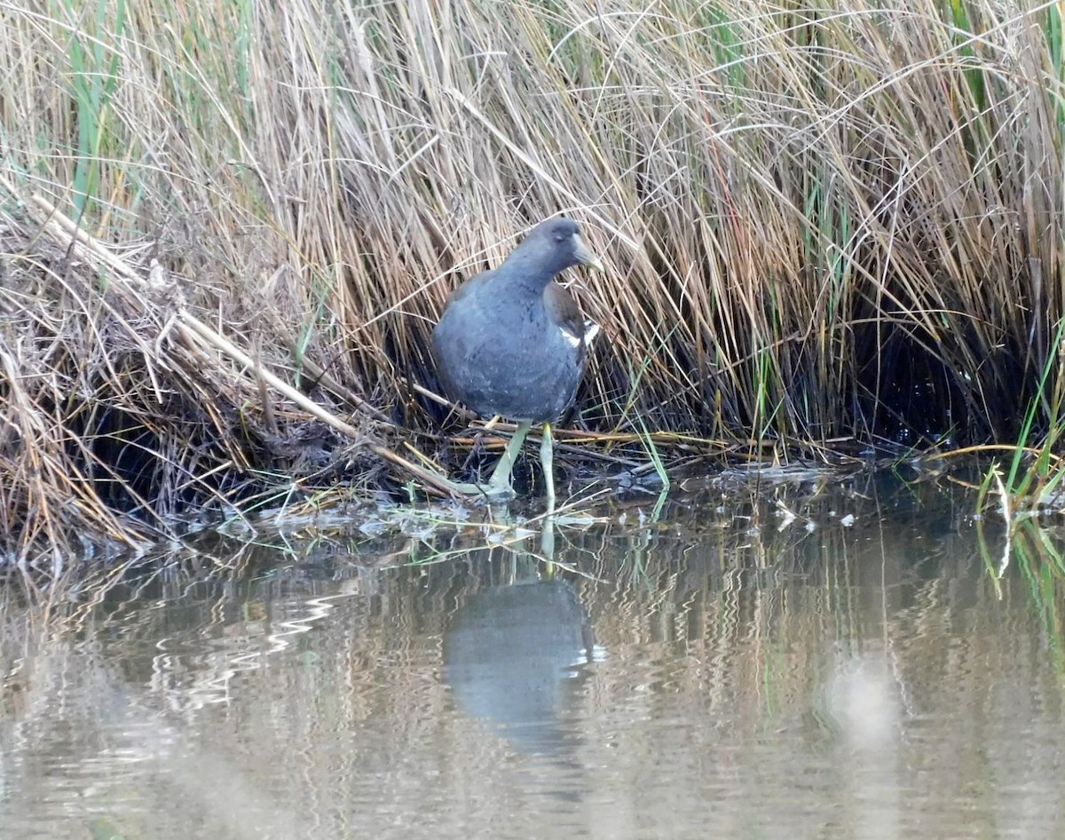 eBird Checklist - 23 Nov 2023 - Bayou Sale Road - 44 species