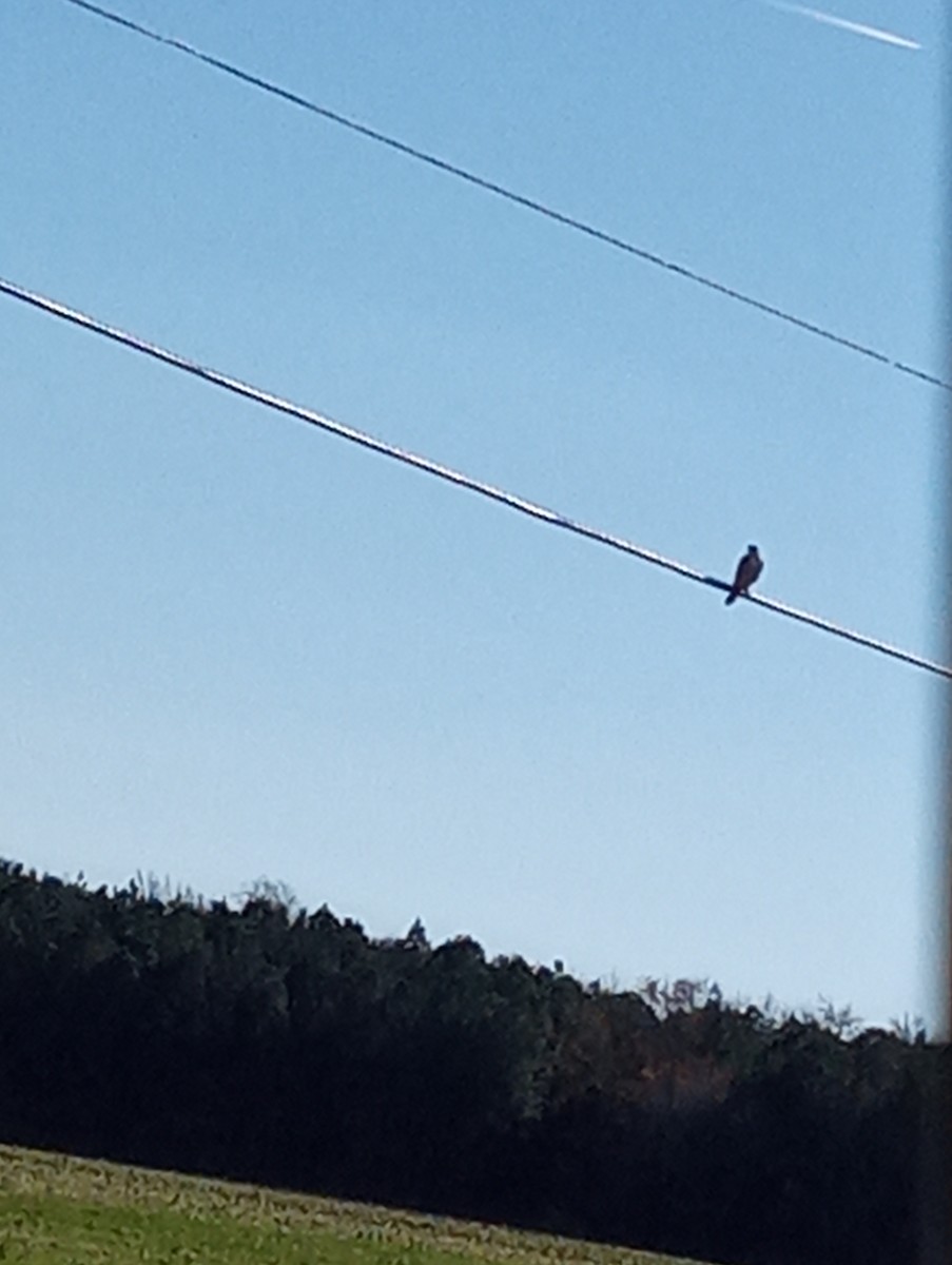 eBird Checklist - 23 Nov 2023 - Worcester Fleming rd blackberry lane ...