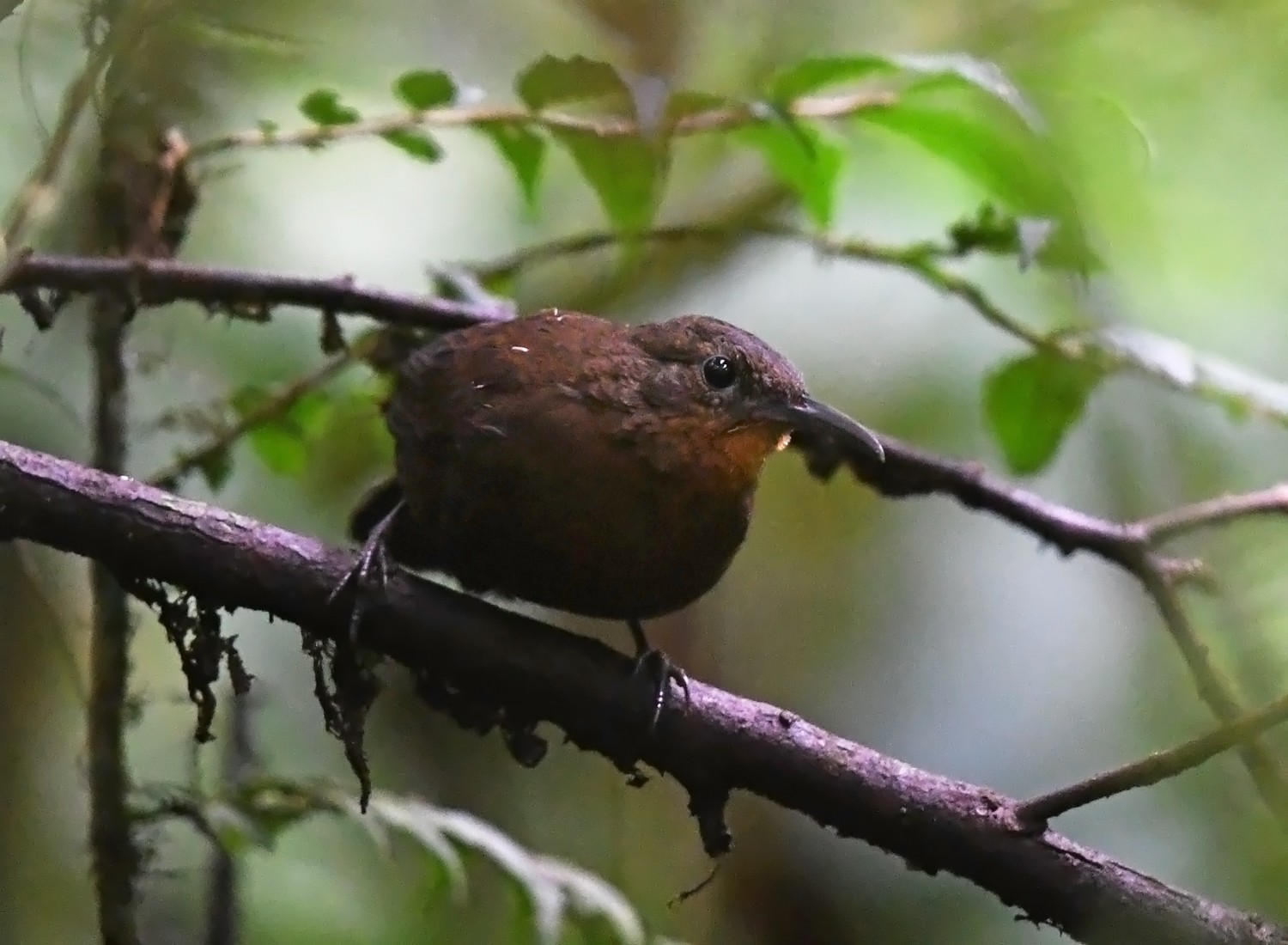 South American Leaftosser (peruvianus) - eBird