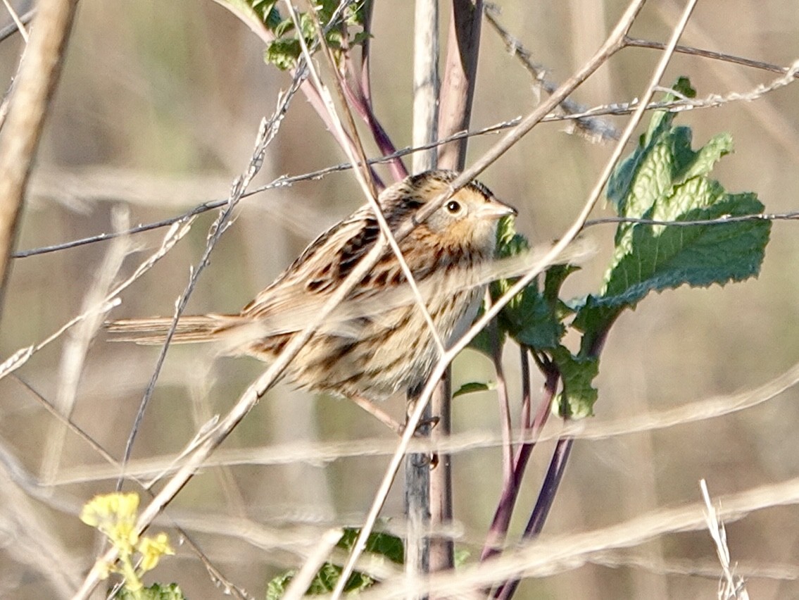 eBird Checklist - 13 Nov 2023 - Quail Hill Preserve - 21 species