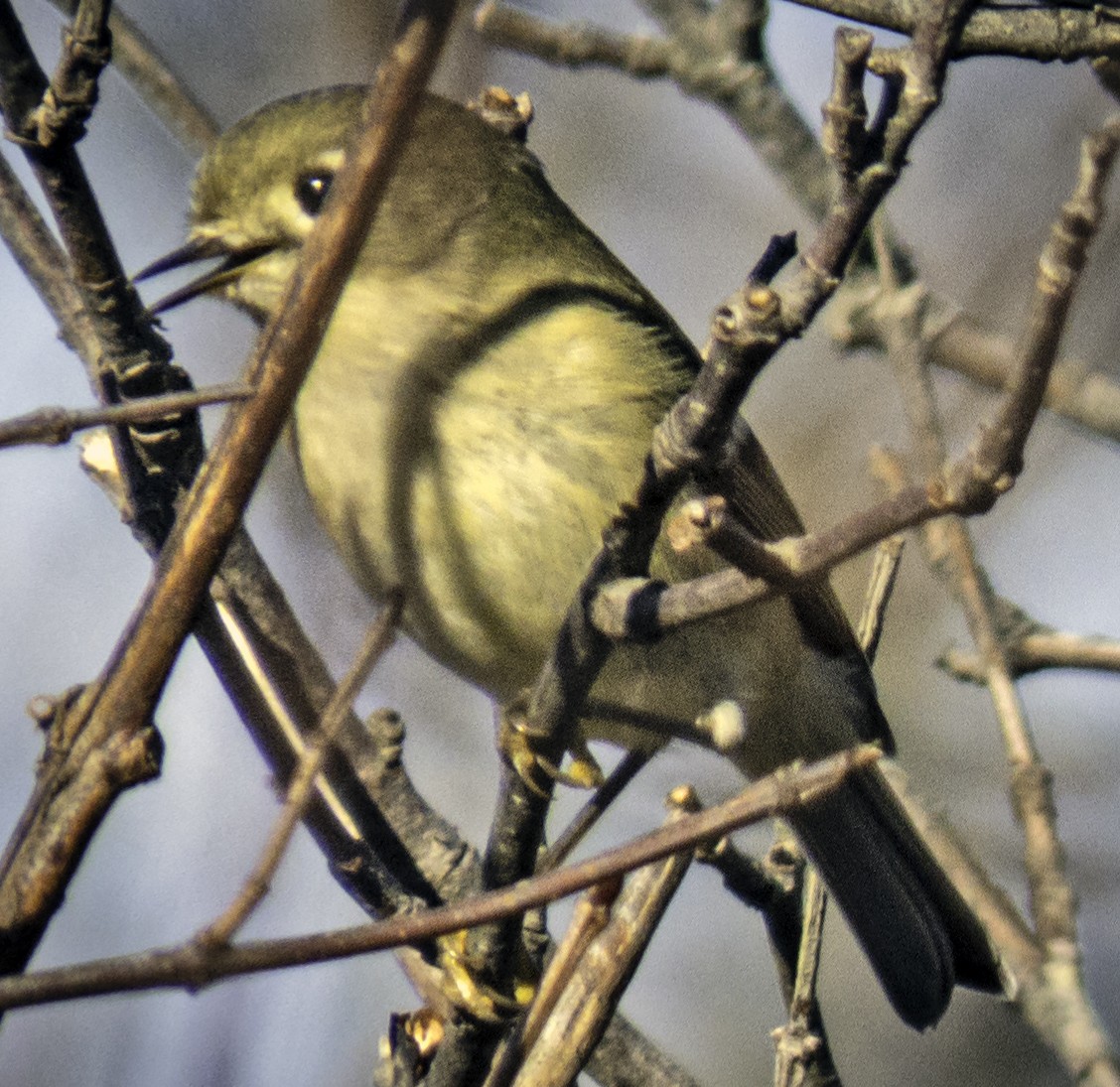 Mass Audubon eBird Checklist - 23 Nov 2023 - Black Point - 19 species