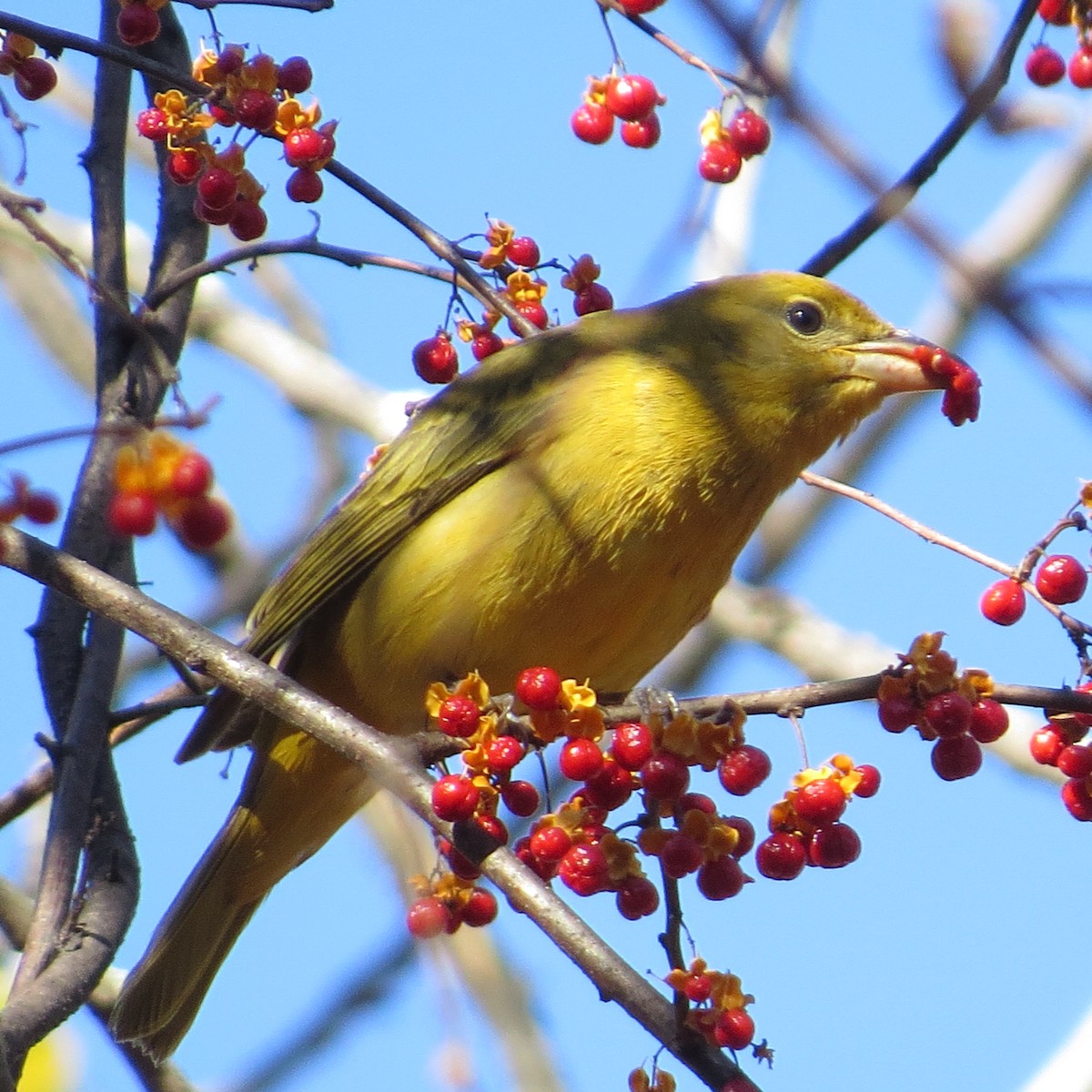 eBird Checklist - 23 Nov 2023 - Palmyra Cove Nature Park - 39 species ...