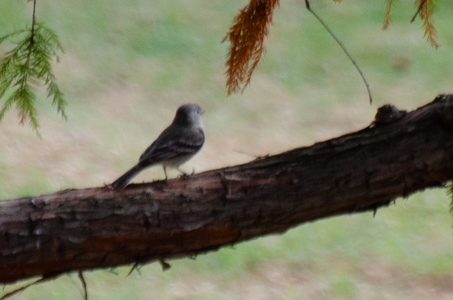 eBird Checklist - 23 Nov 2023 - Balboa Park--northeast (Morley Field ...