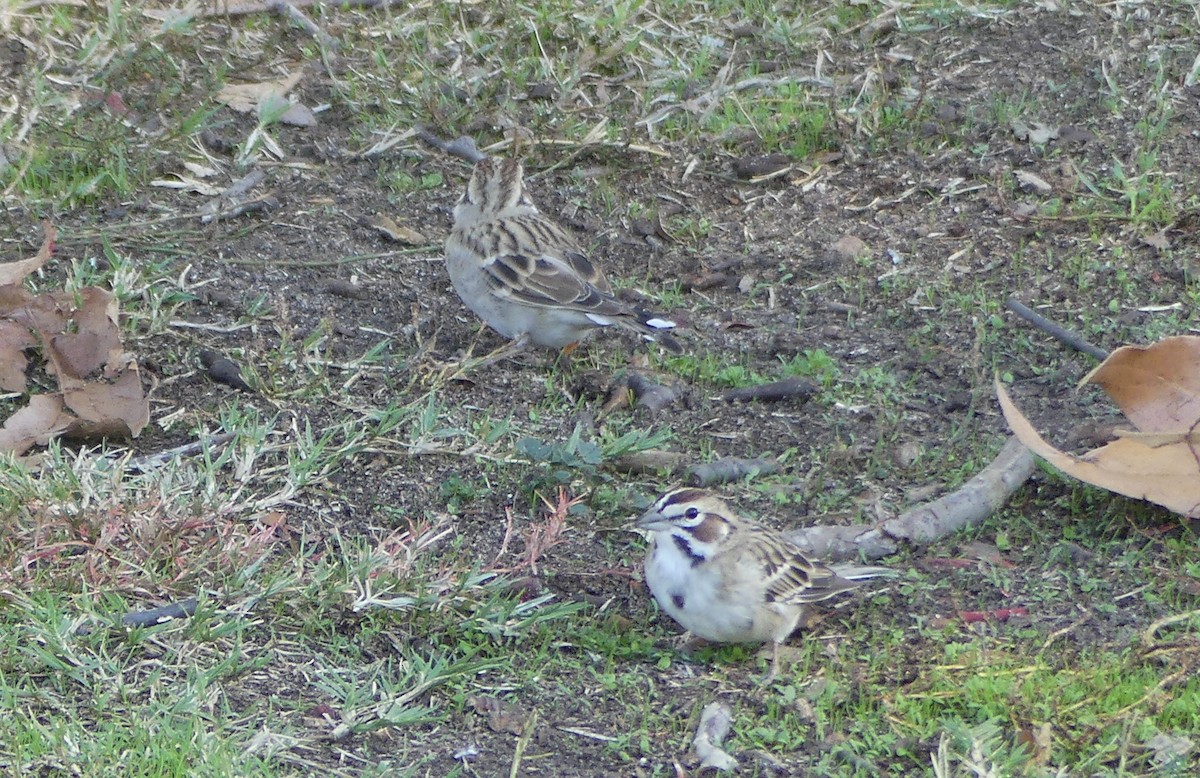 eBird Checklist - 23 Nov 2023 - Balboa Park--northeast (Morley Field ...