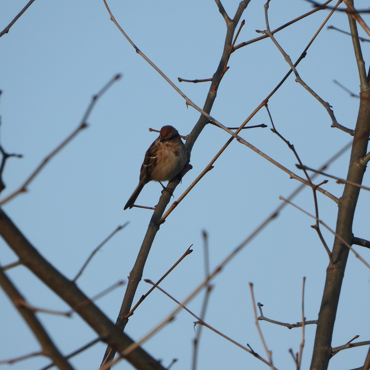 eBird Checklist - 23 Nov 2023 - Huffman Prairie Flying Field - 17 species