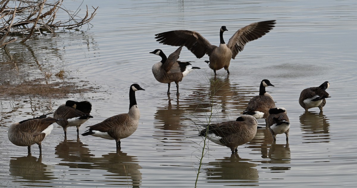 eBird Checklist - 23 Nov 2023 - Riparian Preserve at Gilbert Water ...