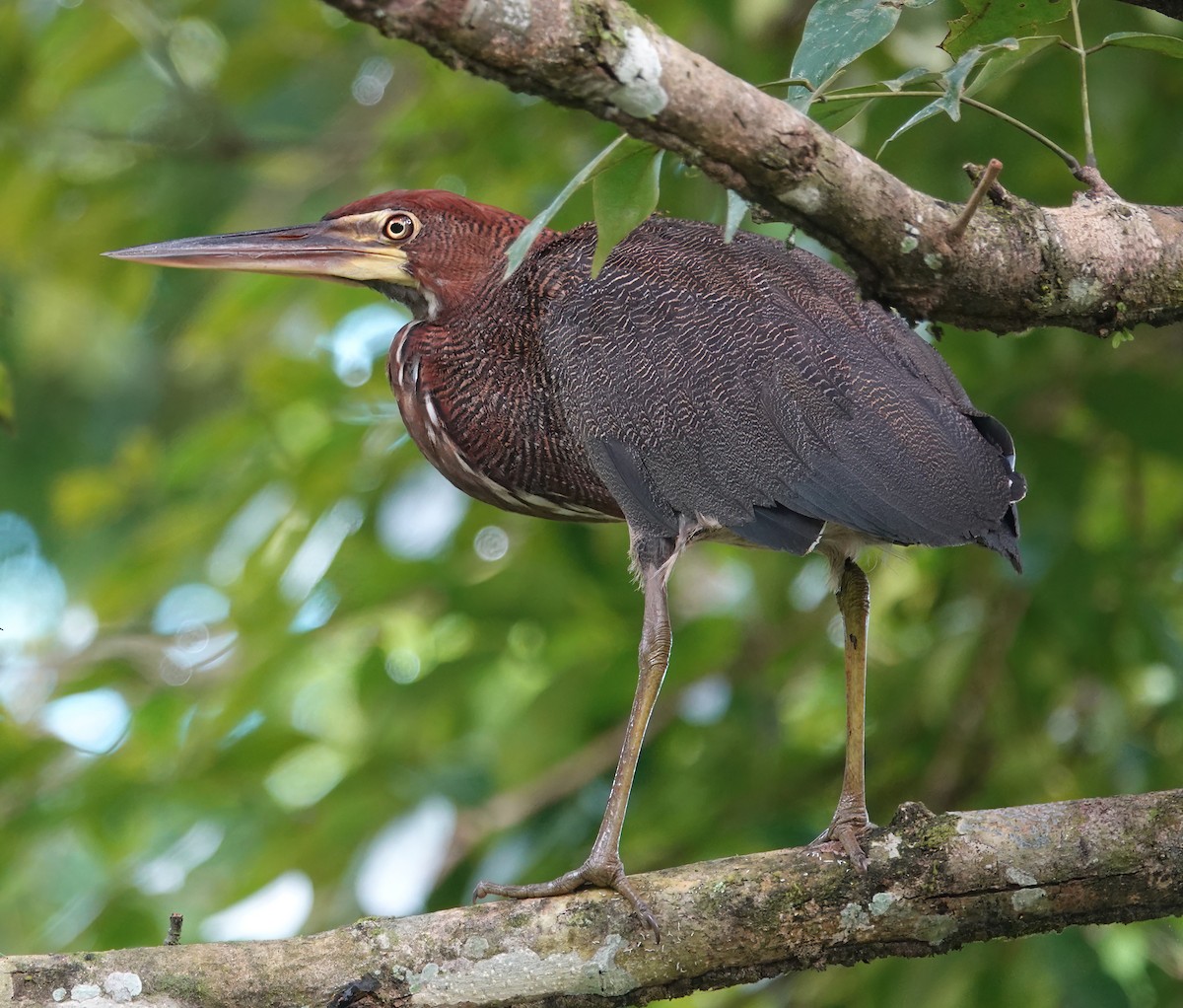 eBird Checklist - 19 Nov 2023 - La Chunga Trail - 61 species