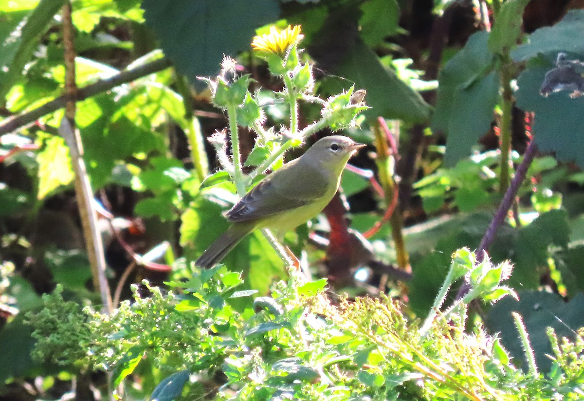 EBird Checklist 23 Nov 2023 Half Moon Bay WTP Birding Riparian