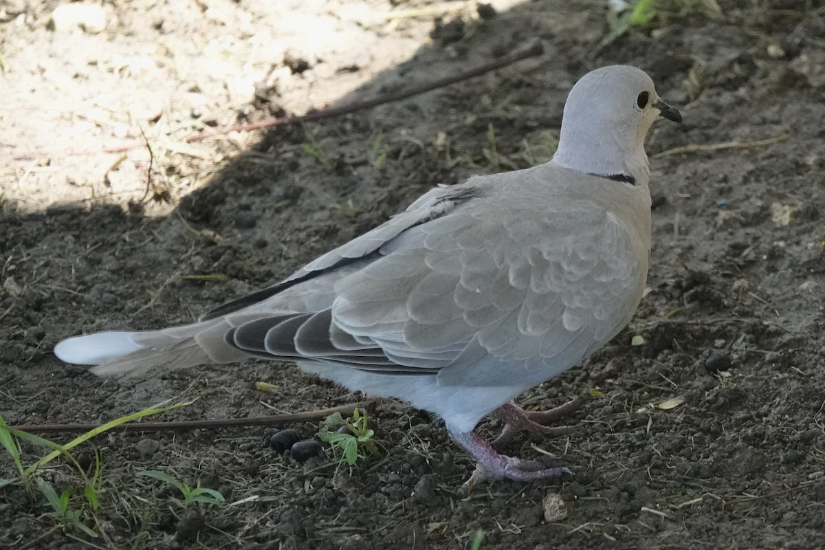 eBird Checklist - 9 Nov 2023 - BB - Barbados general - 8 species