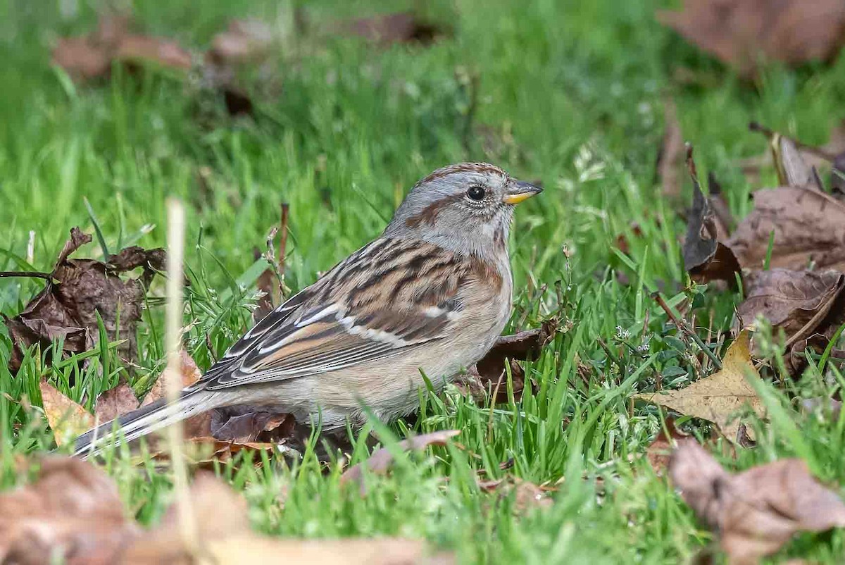 eBird Checklist - 23 Nov 2023 - Balboa Park--northeast (Morley Field ...