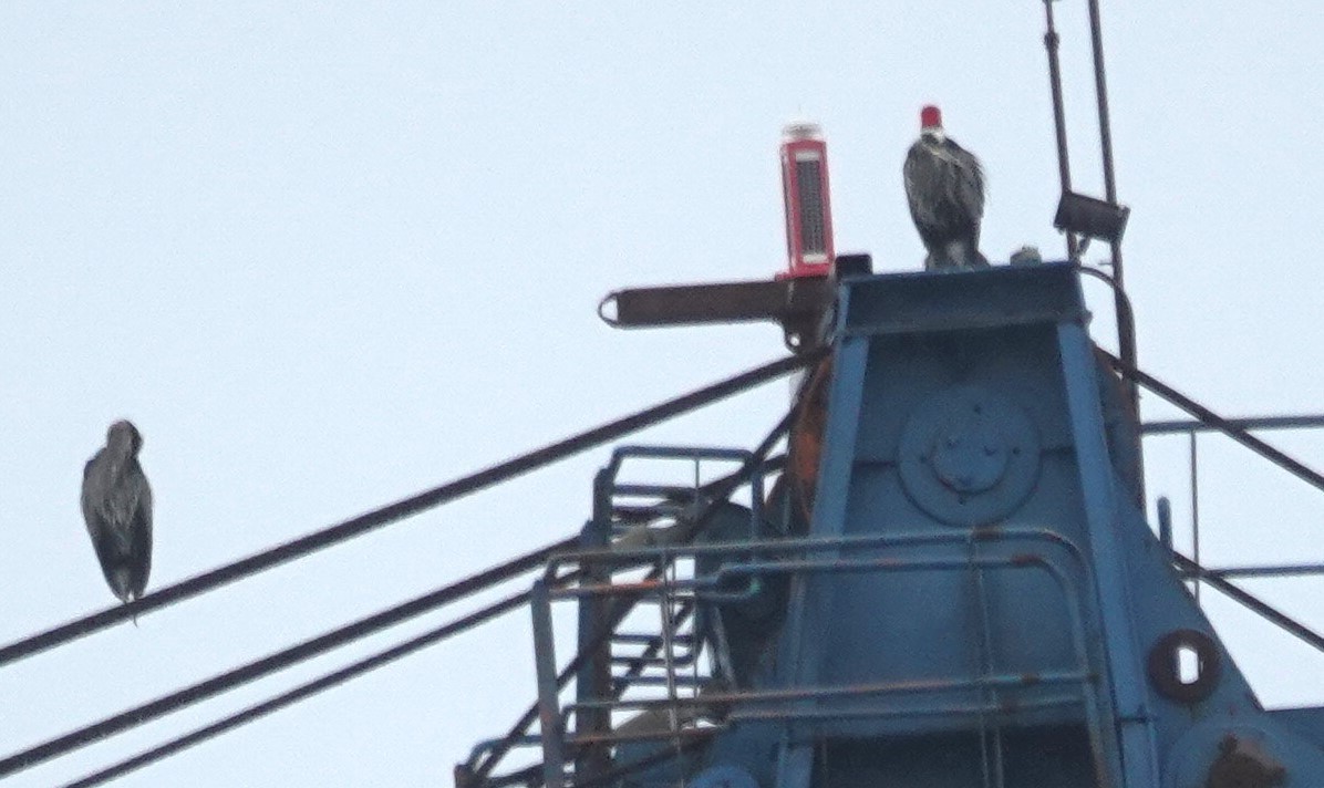 eBird Checklist - 23 Nov 2023 - Seward--New Headlands - 16 species