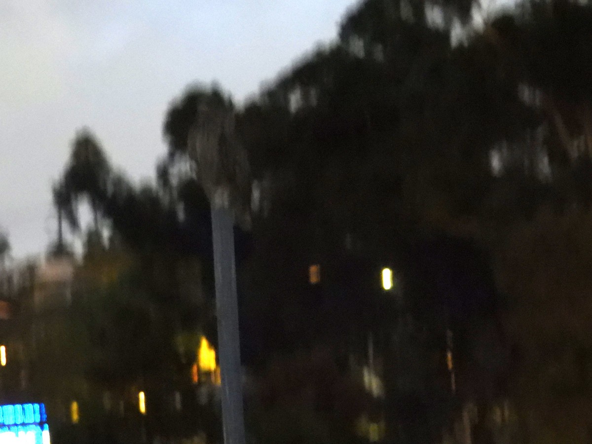 eBird Checklist - 23 Nov 2023 - Balboa Park--northeast (Morley Field ...