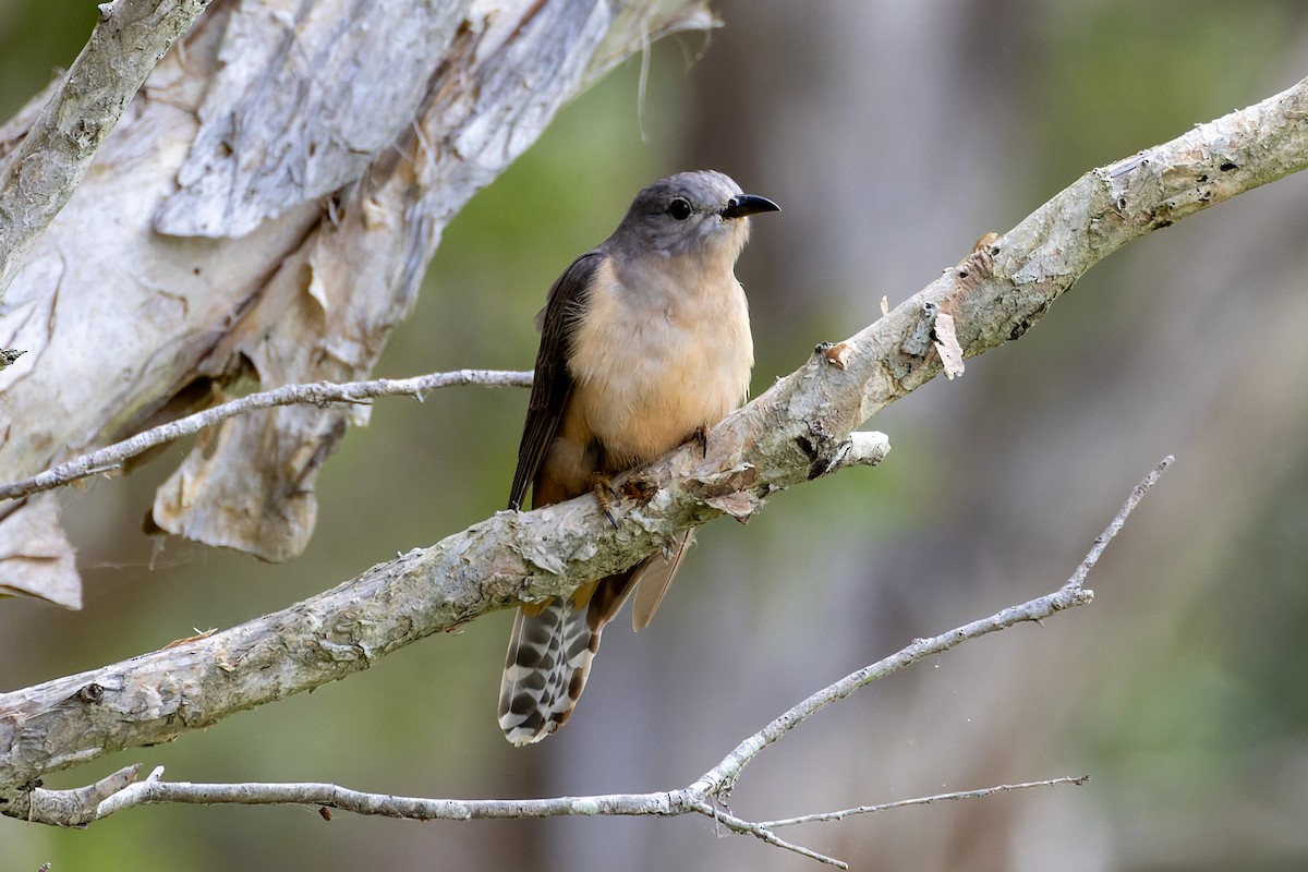 eBird Checklist - 24 Nov 2023 - Jabiru Park/Fearnley hide (Lake ...