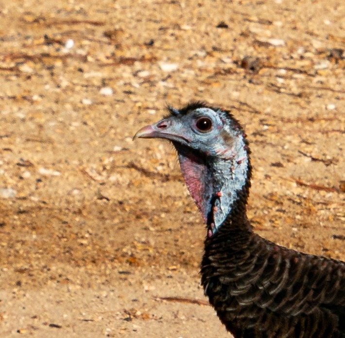 North Carolina Bird Atlas Checklist - 23 Nov 2023 - Lake James-Linville ...