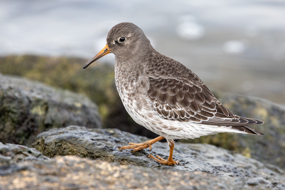 eBird Checklist - 24 Nov 2023 - Fort Fisher--Federal Point/The Rocks ...