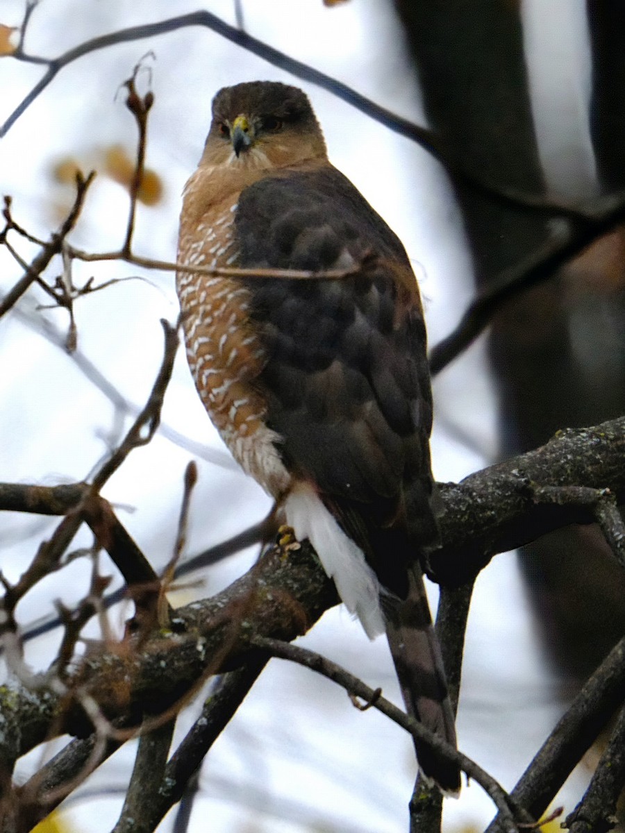 eBird Checklist - 24 Nov 2023 - North Side Feeder Complex - 11 species