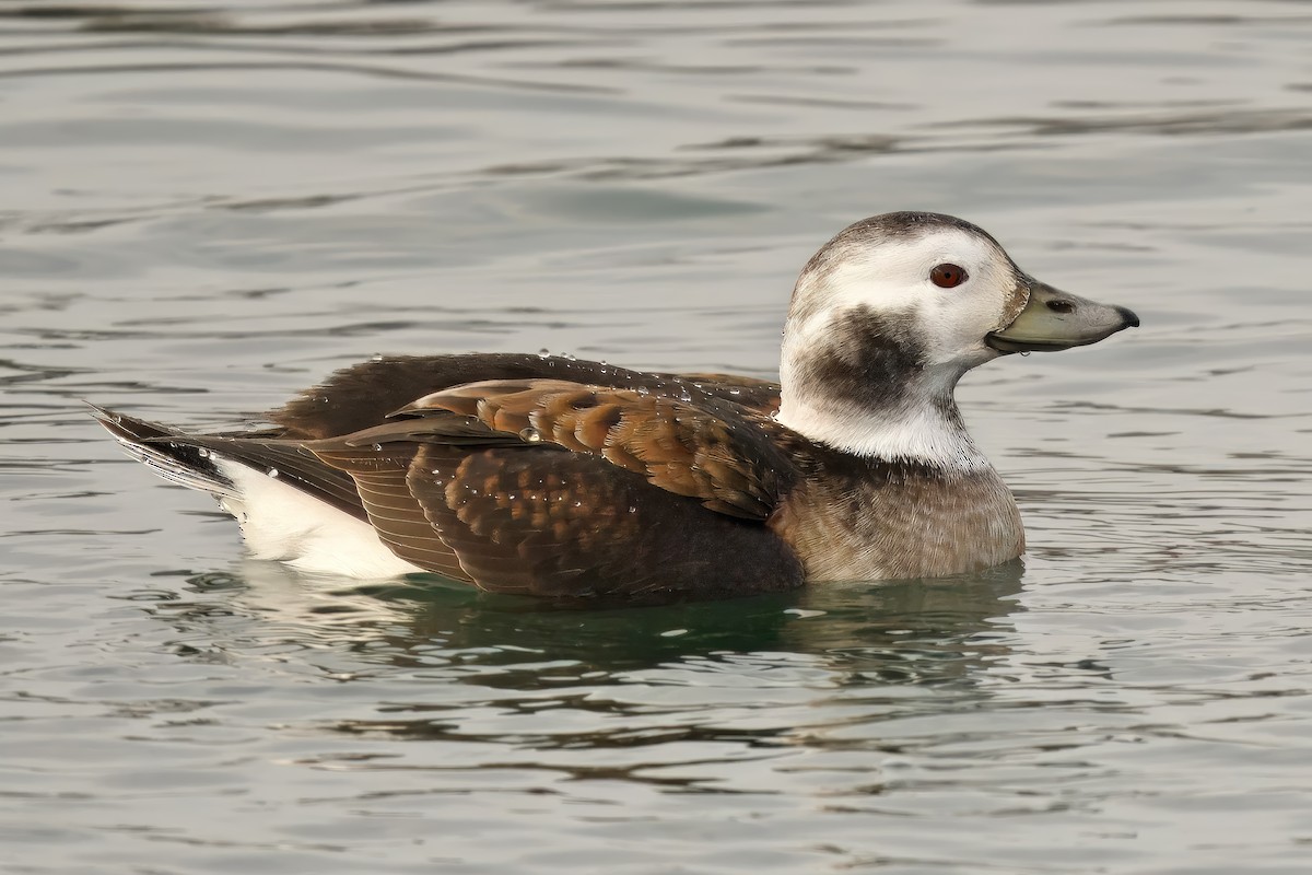 eBird Checklist - 24 Nov 2023 - Oakville--Bronte Harbour - 23 species