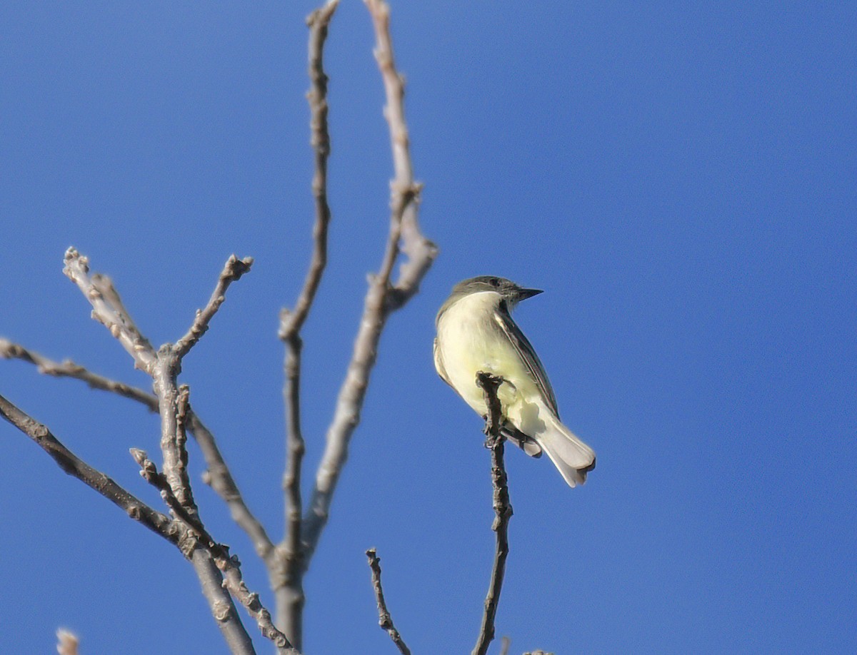 Mass Audubon eBird Checklist - 24 Nov 2023 - Drumlin Farm Wildlife ...