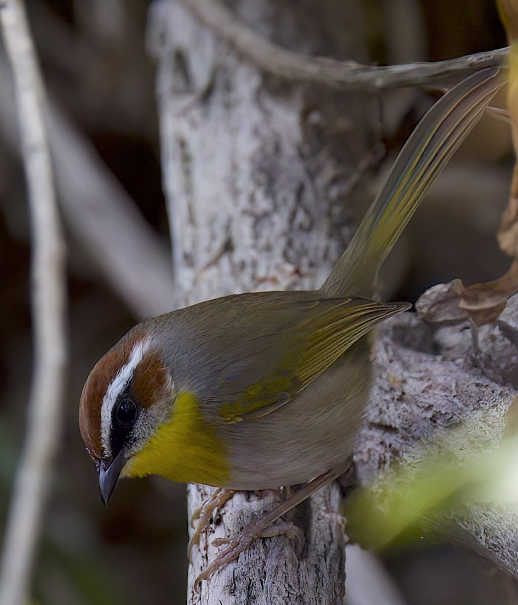 eBird Checklist - 24 Nov 2023 - Florida Canyon--lower - 23 species