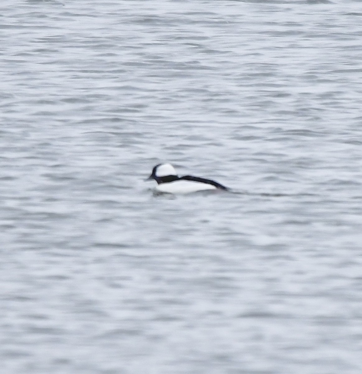 eBird Checklist - 24 Nov 2023 - Cherry Creek SP--Pelican Point area - 7 species