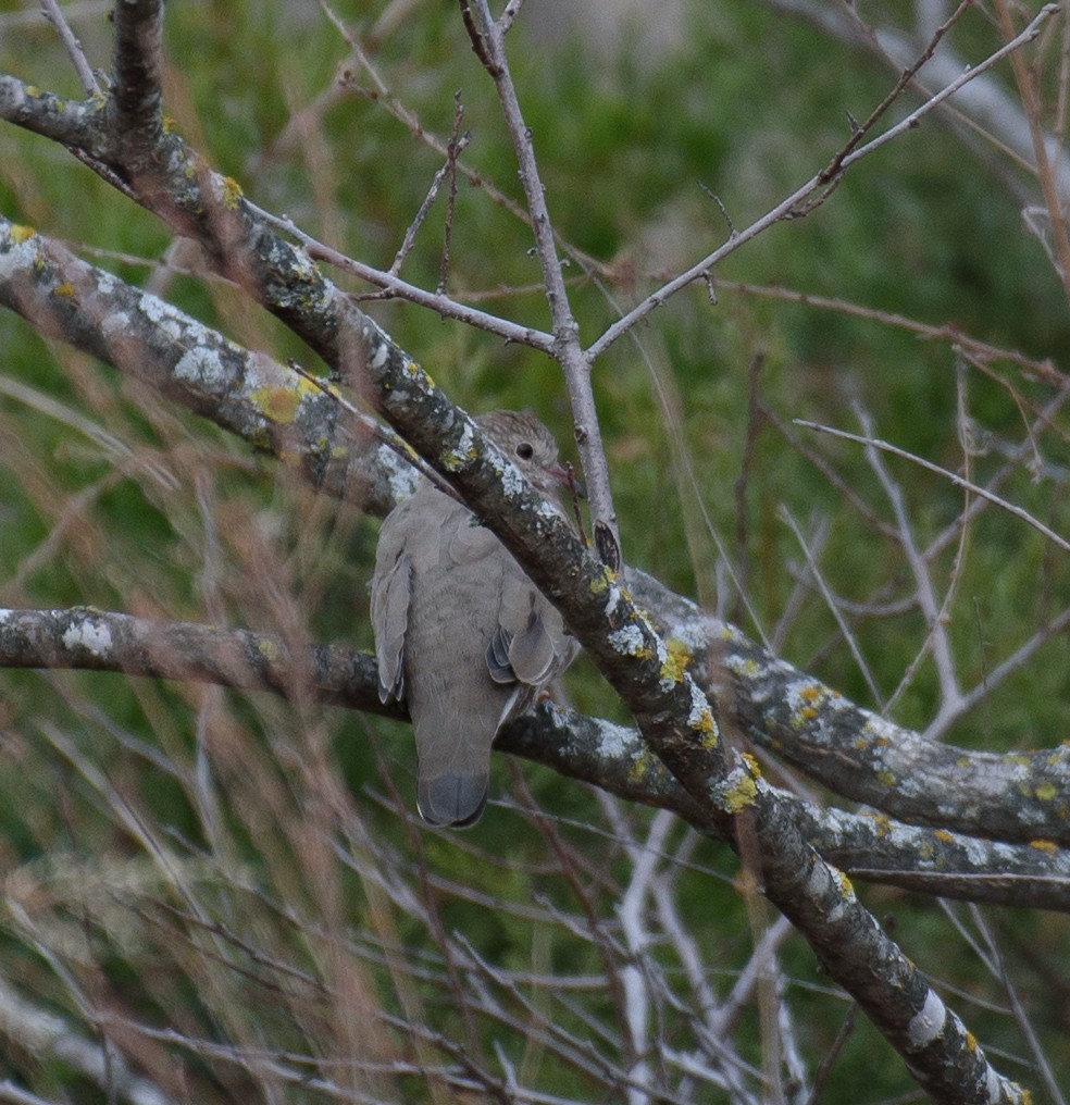 eBird Checklist - 24 Nov 2023 - The Quarry - 1 species