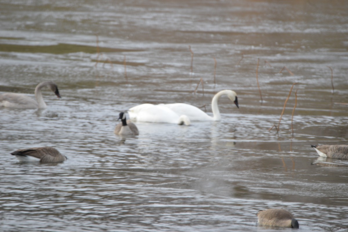 eBird Checklist - 24 Nov 2023 - Swan Lake state park, Carroll US-IA ...