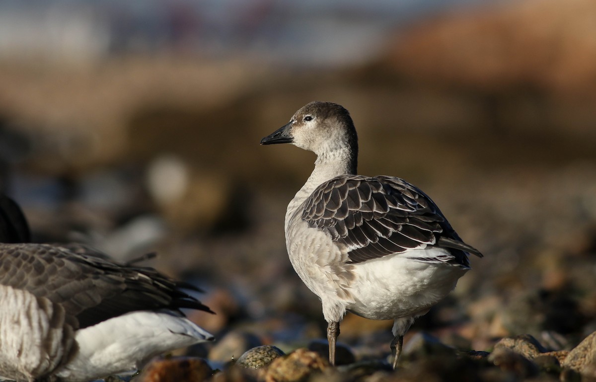 Snow x Brant Goose (hybrid) - eBird