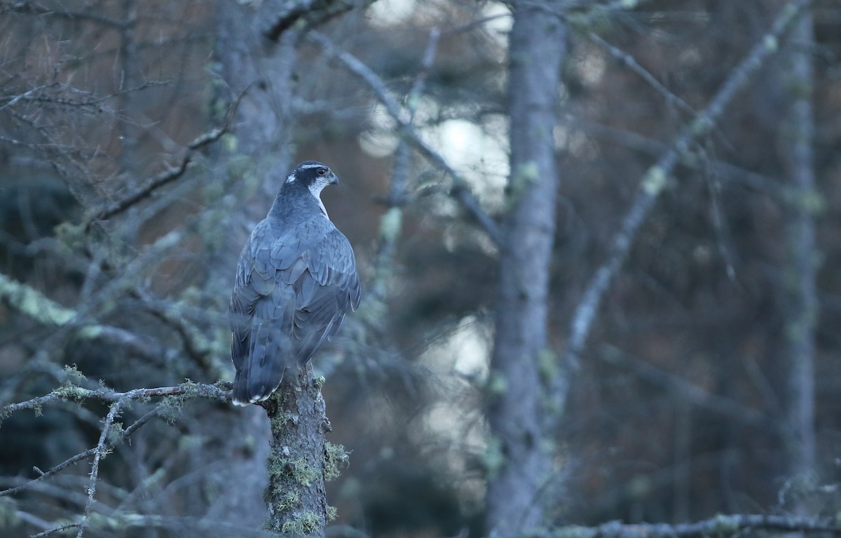 eBird Checklist - 24 Nov 2023 - Sax-Zim Bog--Owl Ave, 2.0 mi N of Correction Line Rd. - 5 species