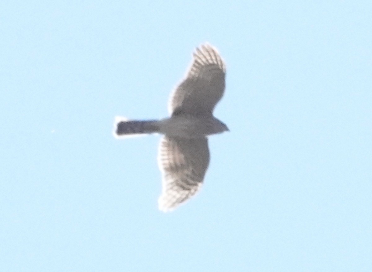 eBird Checklist - 19 Nov 2023 - Stoney Ridge Loop - 22 species