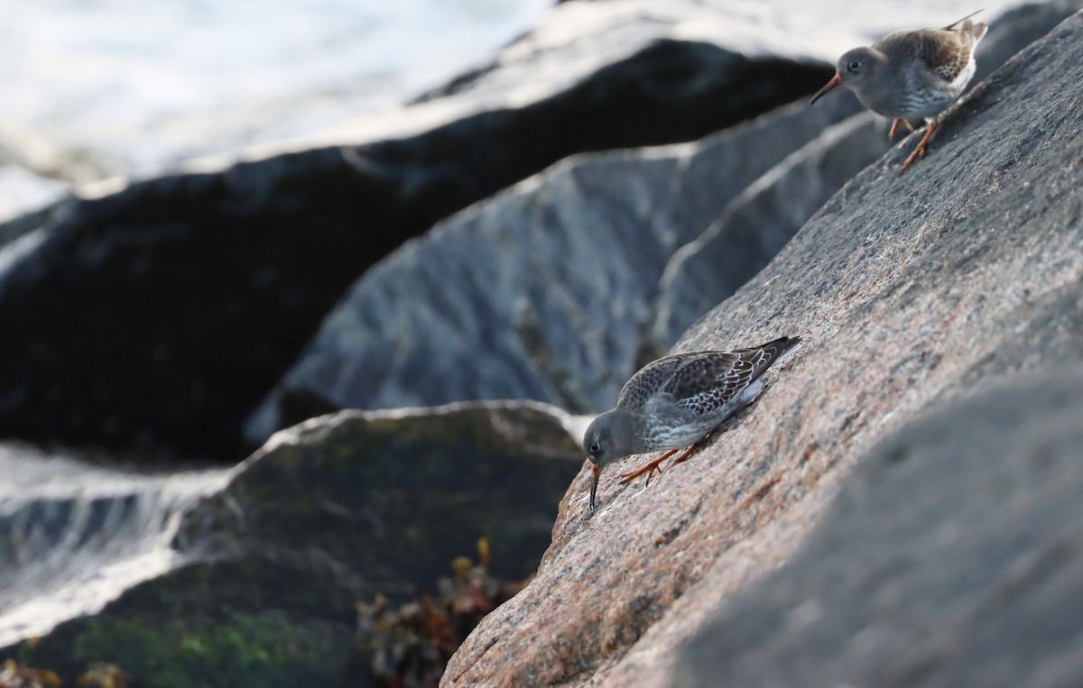New York Breeding Bird Atlas Checklist - 24 Nov 2023 - Shinnecock Inlet ...