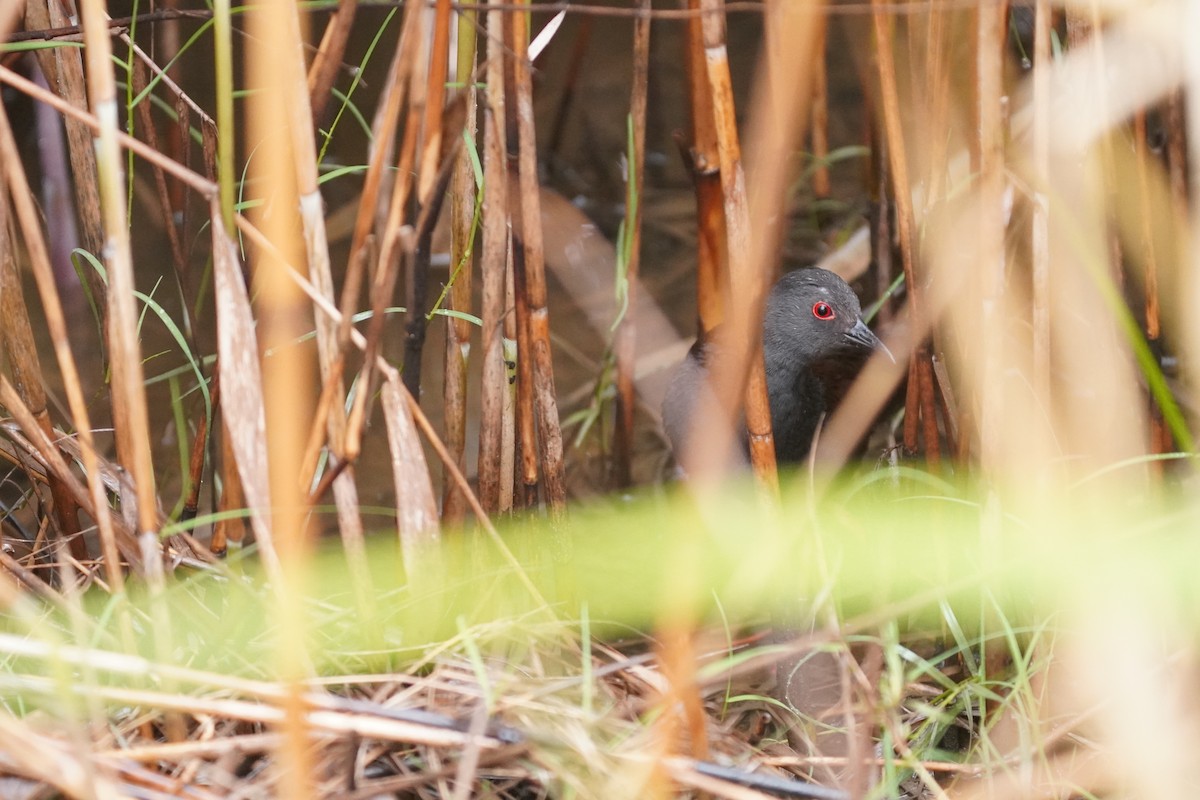 eBird Checklist - 25 Nov 2023 - Ulan-Wollar Road, Wilpinjong, New South ...