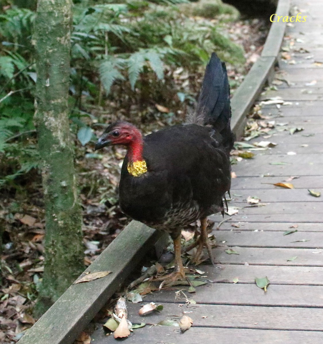 eBird Checklist - 1 Nov 2023 - O'Reilly's Rainforest Retreat - 29 species