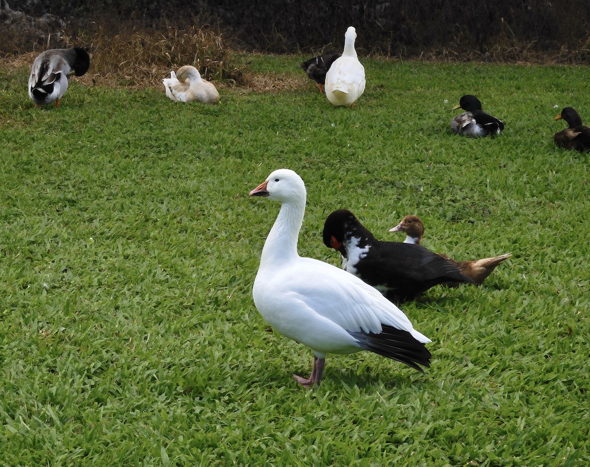 eBird Checklist - 24 Nov 2023 - Wailoa River SP -- Waiakea Pond - 12 ...