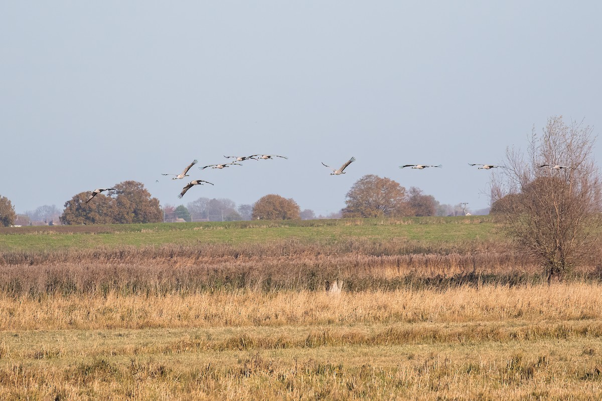 eBird Checklist - 20 Nov 2023 - Nene Washes RSPB Reserve - 55 species