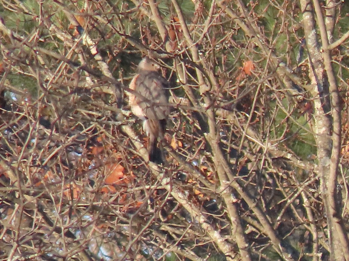 eBird Checklist - 25 Nov 2023 - Strafford County Farm Complex, Dover ...