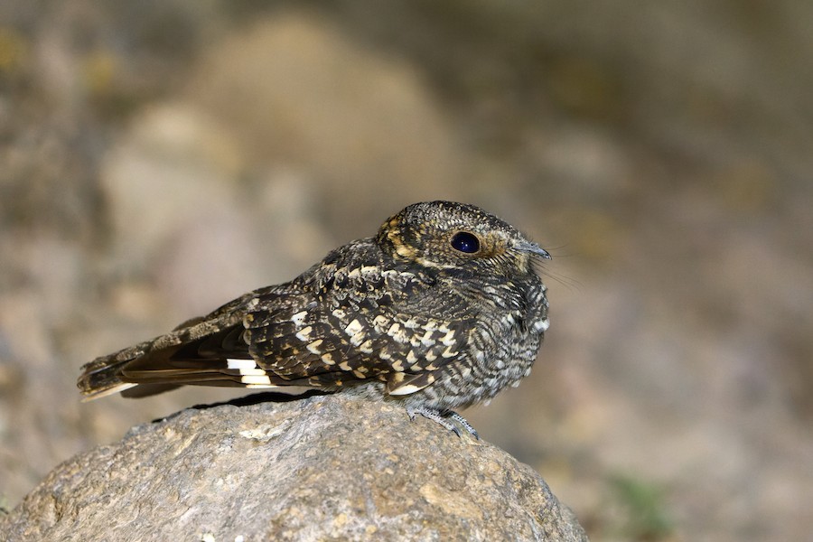 Band-winged Nightjar (atripunctata) - eBird