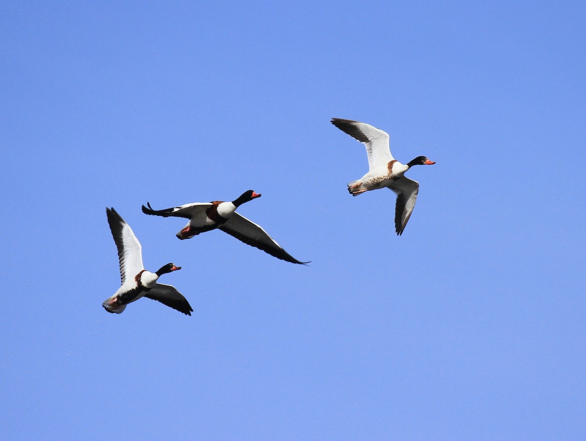 eBird Checklist - 25 Nov 2023 - Marjal de Almenara--Arrozales/Finca de ...