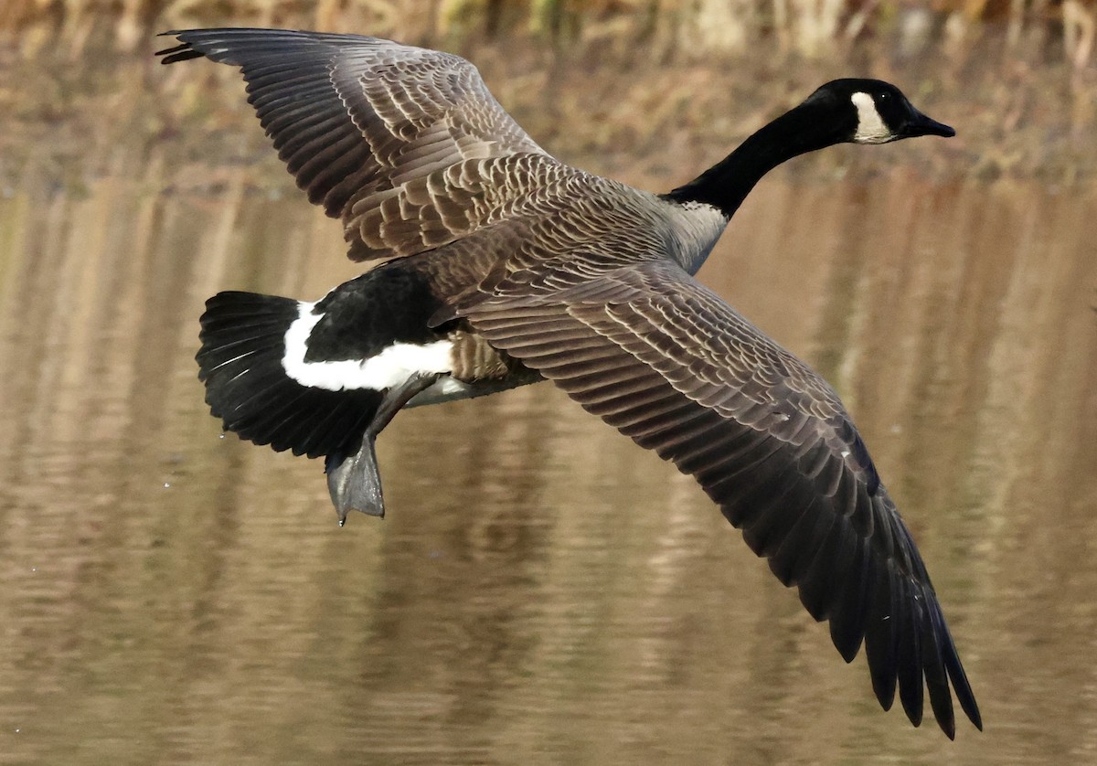 eBird Checklist - 25 Nov 2023 - John Heinz NWR--impoundment (Philadelphia Co.) - 14 species