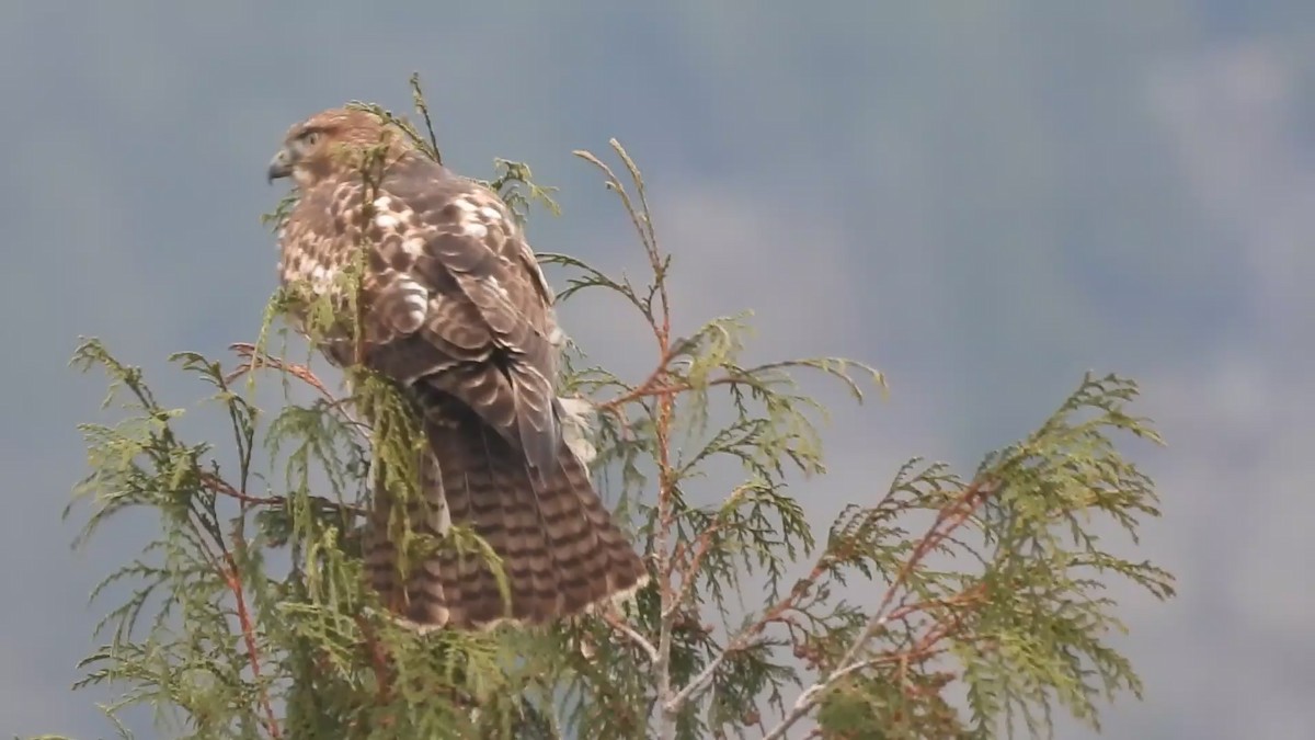 eBird Checklist - 24 Nov 2023 - Chase lagoon and VLA flats - 11 species