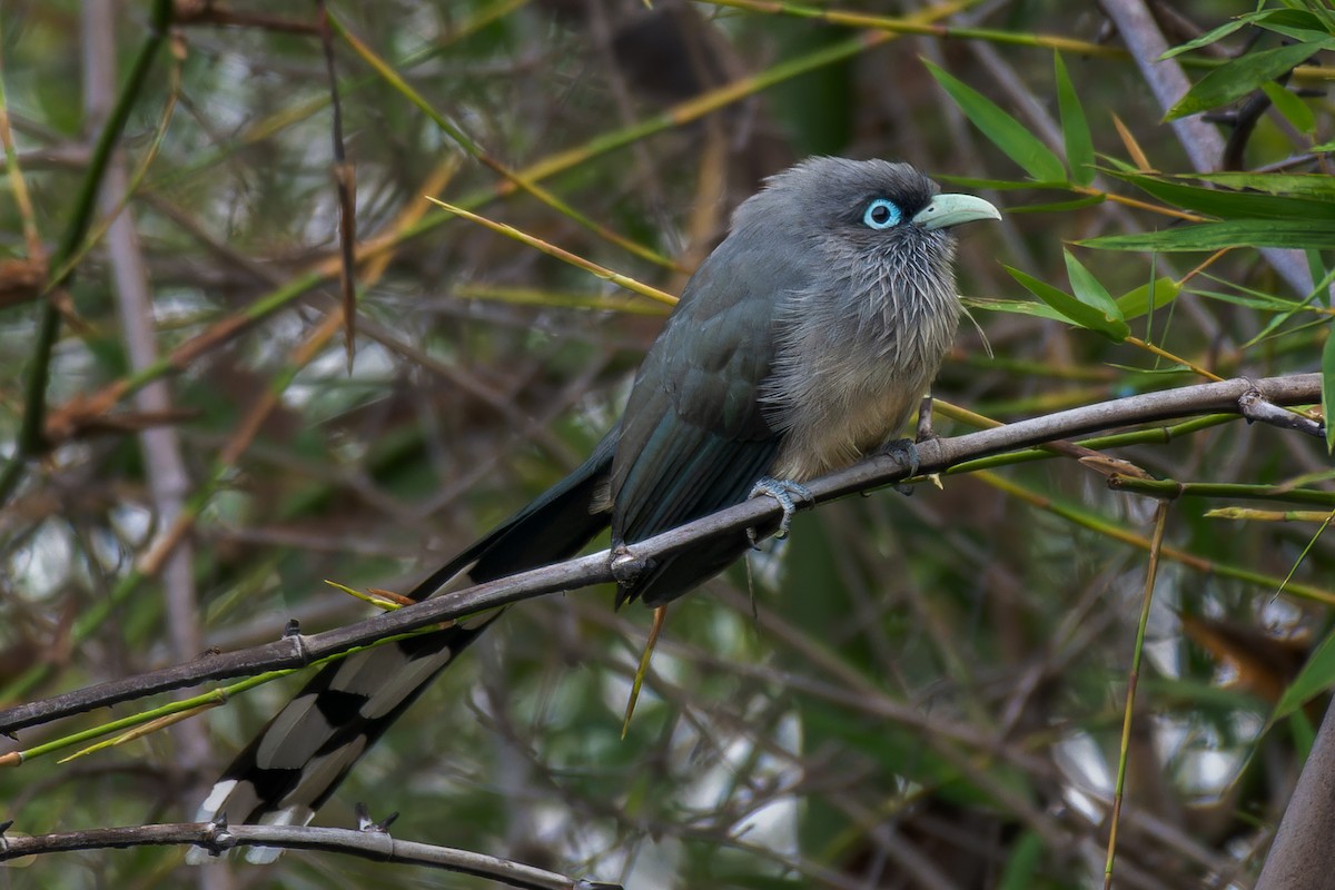 eBird India Checklist - 25 Nov 2023 - Muthanallur Kere - 70 species