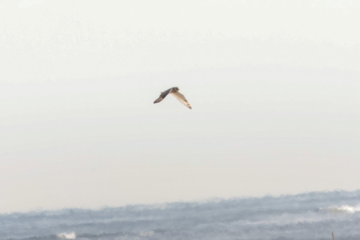 eBird Checklist - 25 Nov 2023 - Sandy Hook - 53 species (+4 other taxa)