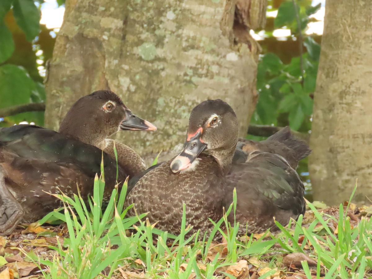 eBird Checklist - 25 Nov 2023 - Lake Ida Park, Delray Beach - 24 ...