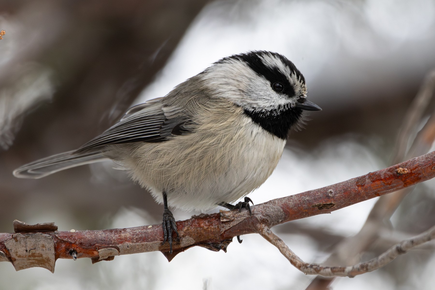 Carbonero Montañés (grupo gambeli) - eBird